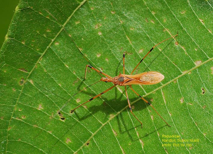 Papua Insects Foundation (Hemiptera/Heteroptera)